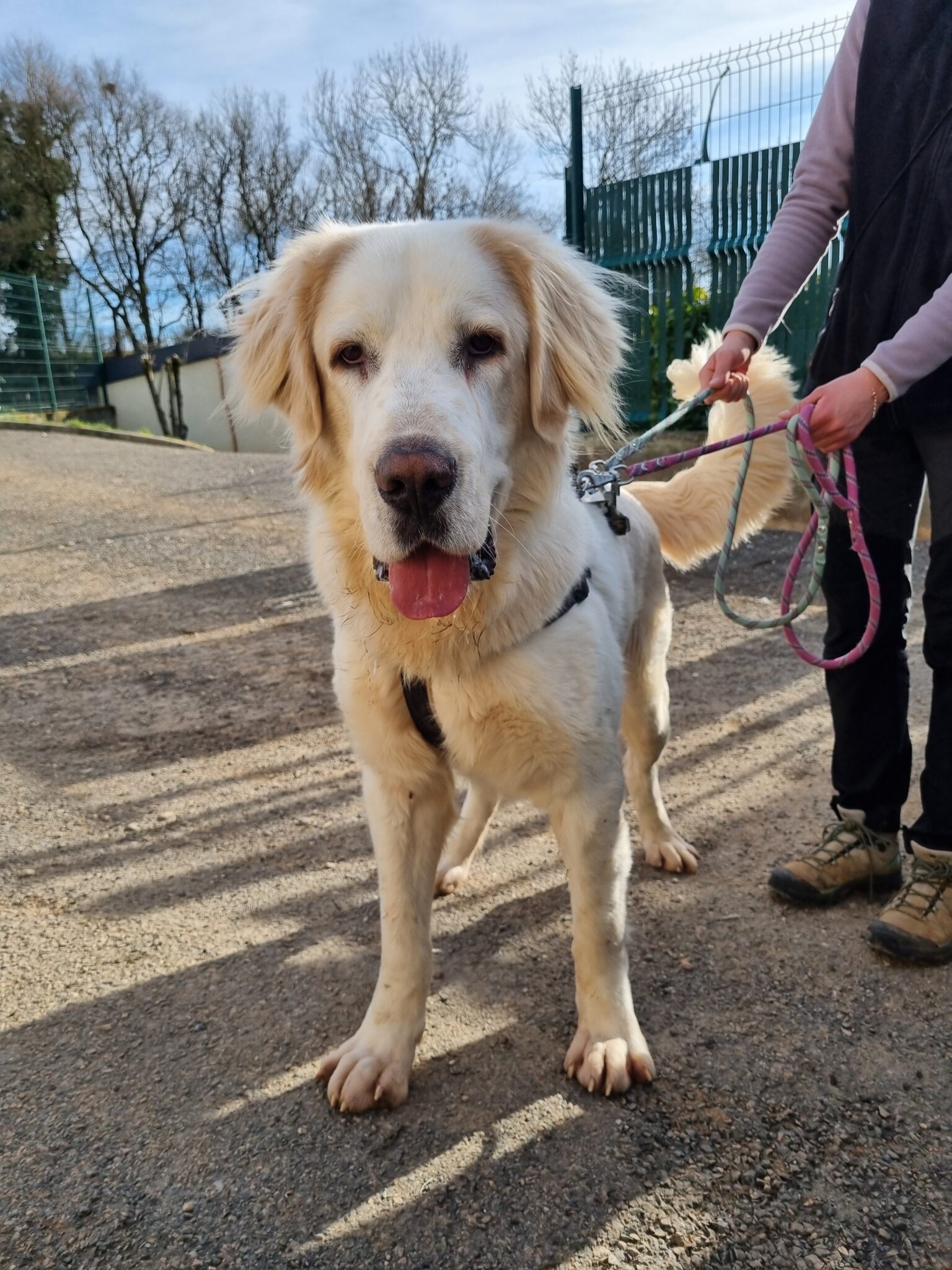 Chiens à adopter à la SPA de Rodez