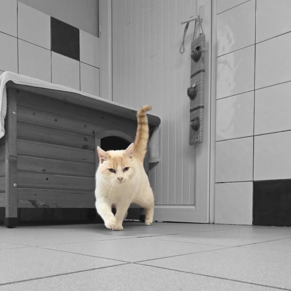 Nougat, un coeur tendre en quête d'amour - SPA de Rodez