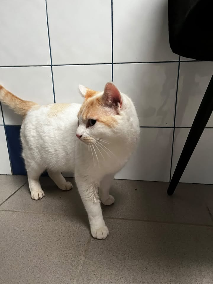 Nougat, un coeur tendre en quête d'amour - SPA de Rodez